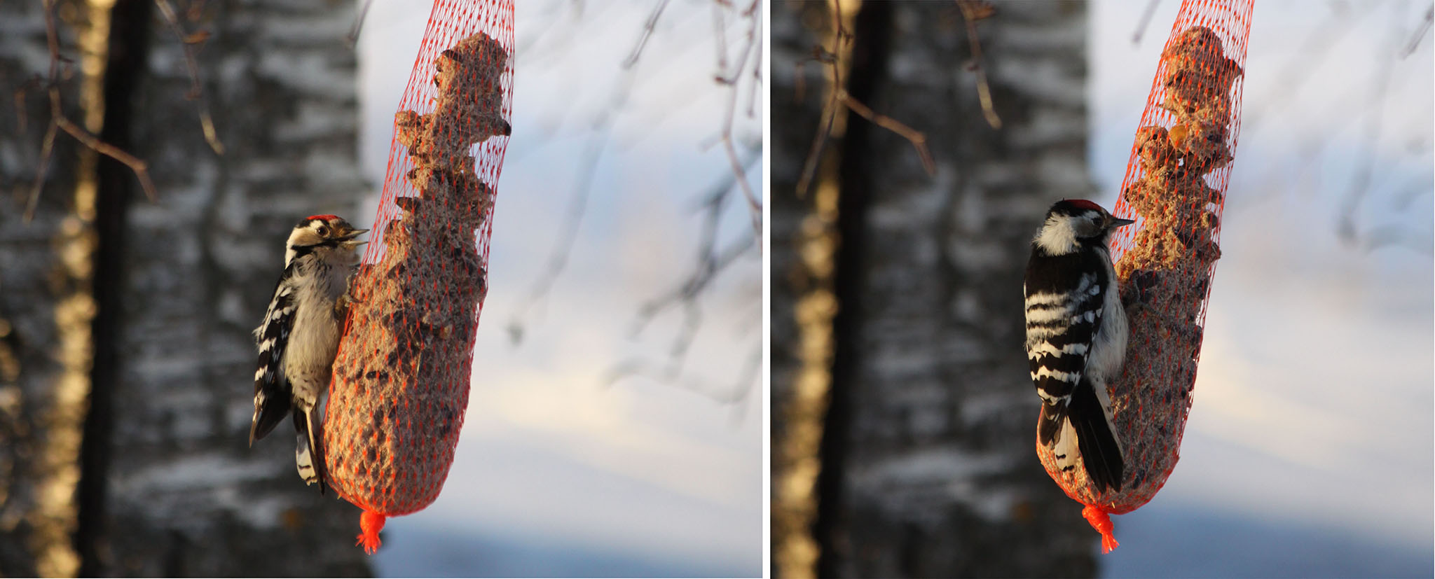 Tavoitteena eettinen ja ekologinen lintuharrastus – Lintuyhdistys Kuikka ry