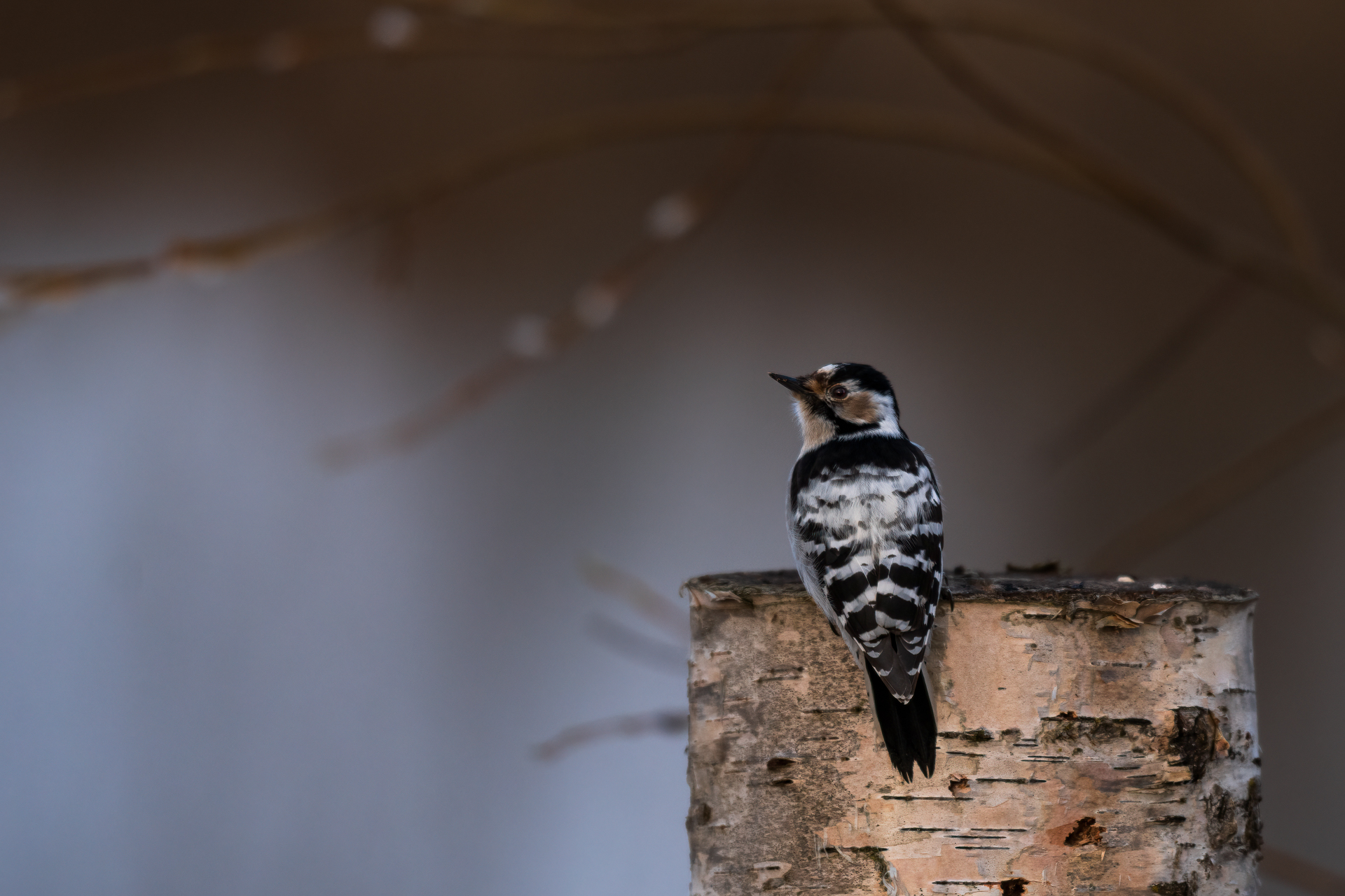 Mustavirran linnut -kuvaesitys – Lintuyhdistys Kuikka ry