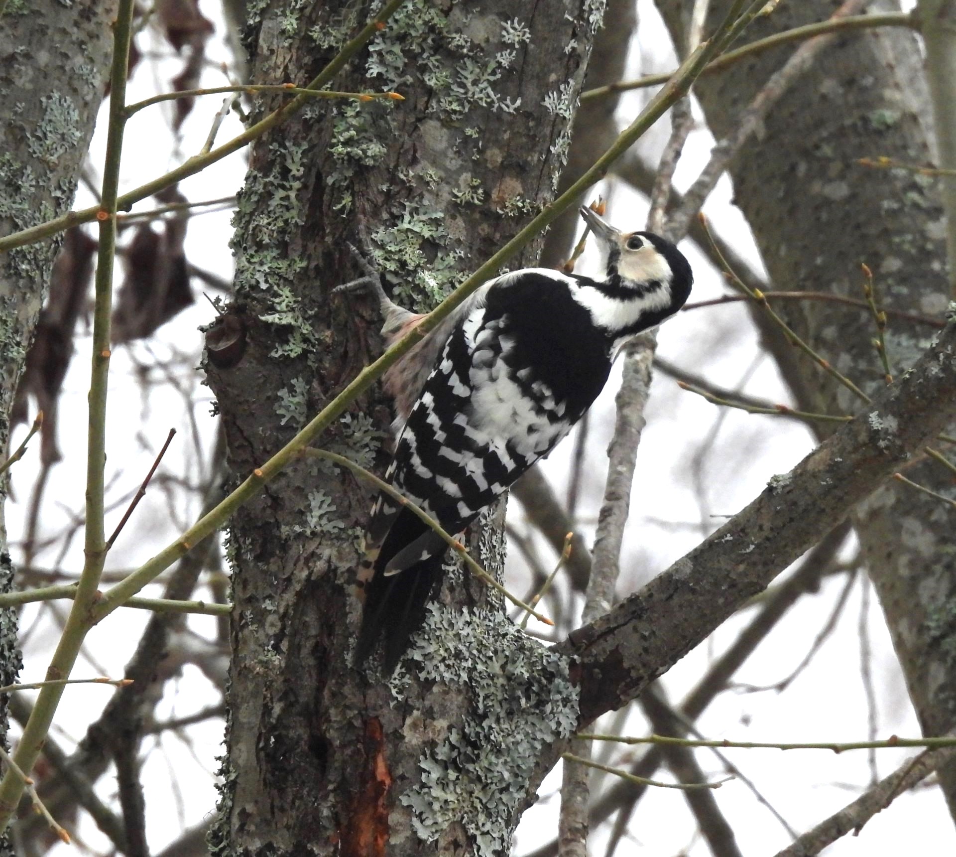 Talvipinnaralli 2022 tulokset – Lintuyhdistys Kuikka ry