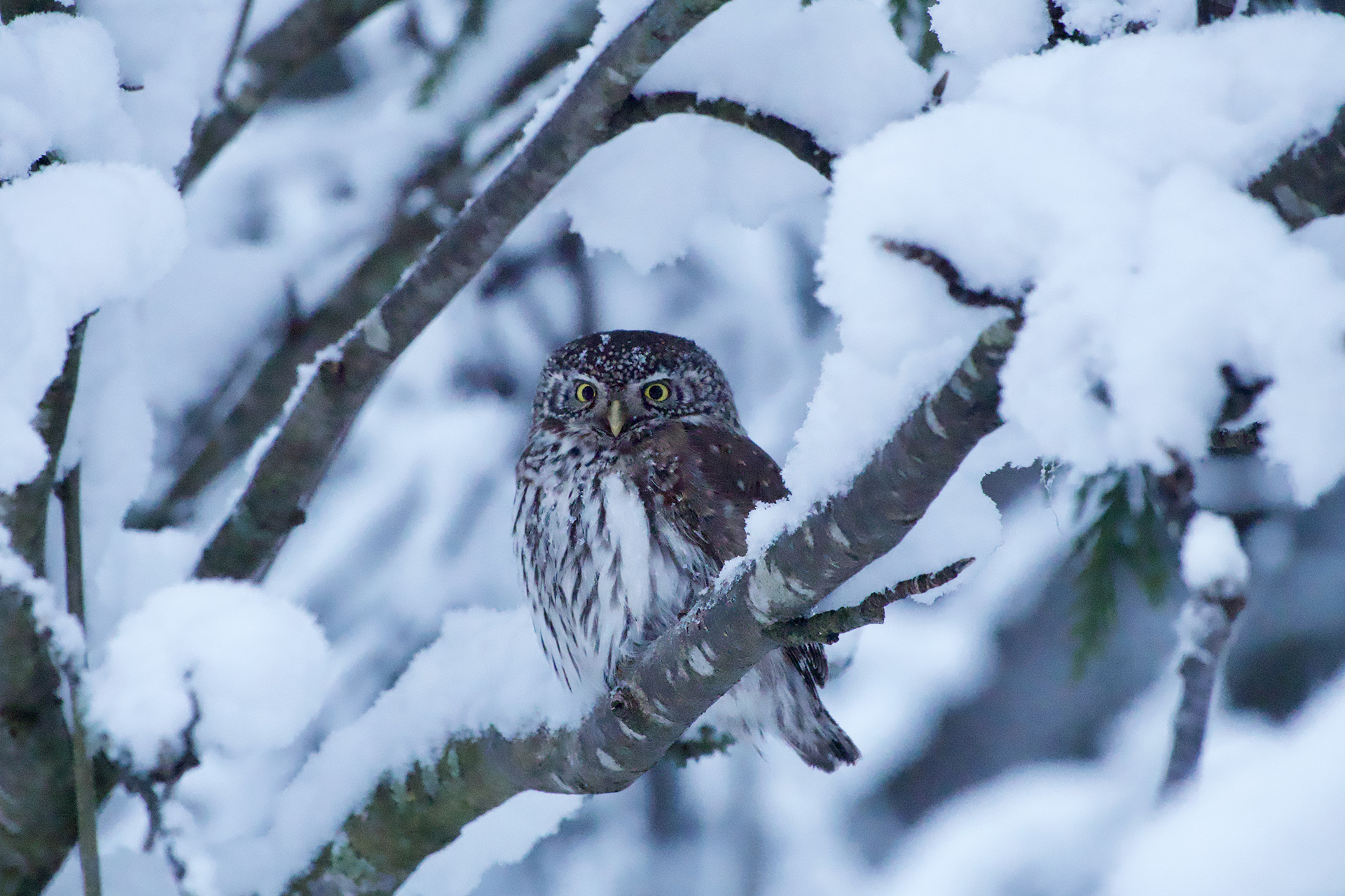 Toinen lintuatlaskevät alkamassa – Lintuyhdistys Kuikka ry
