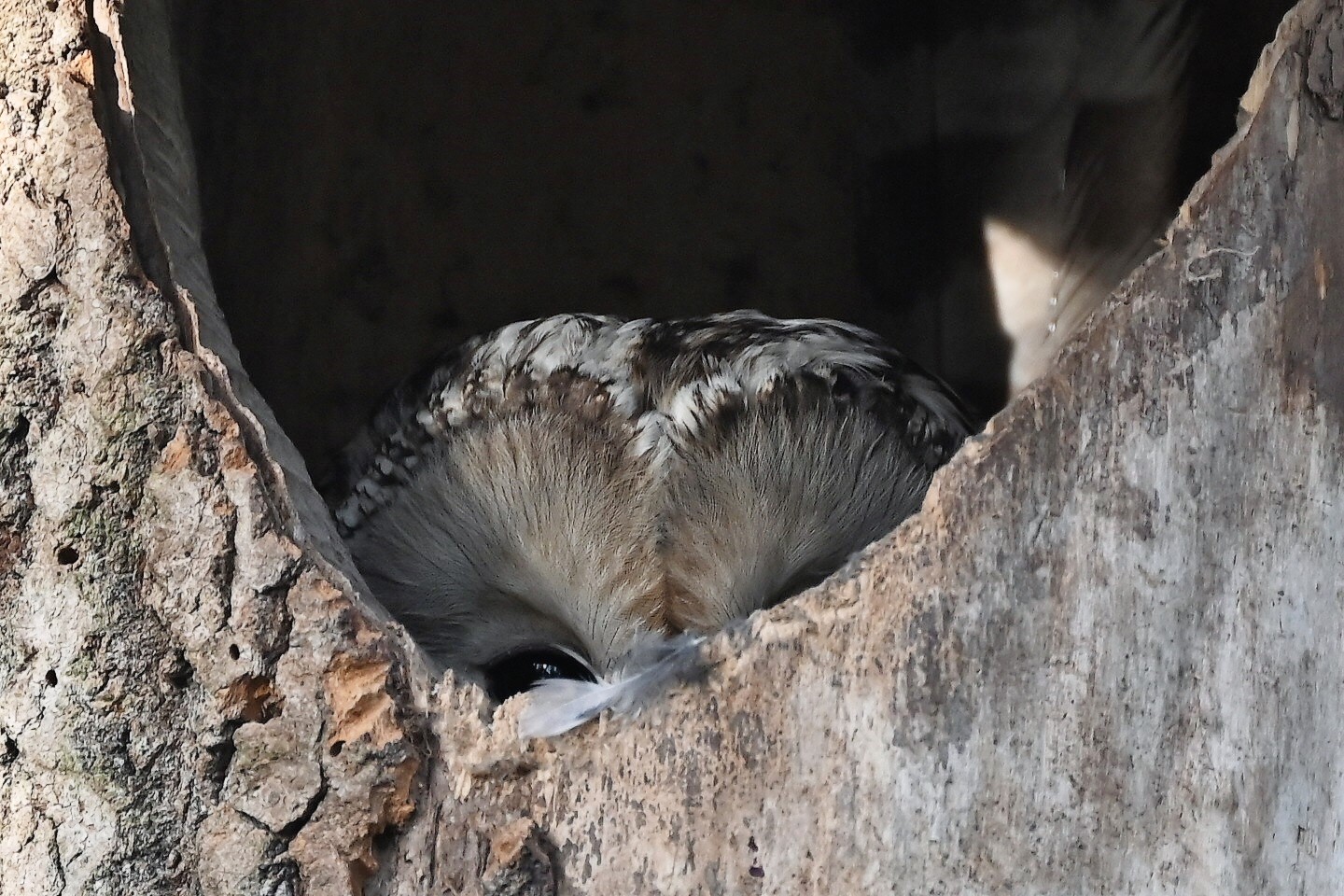 Pesimärauha, kiitos! – Lintuyhdistys Kuikka ry