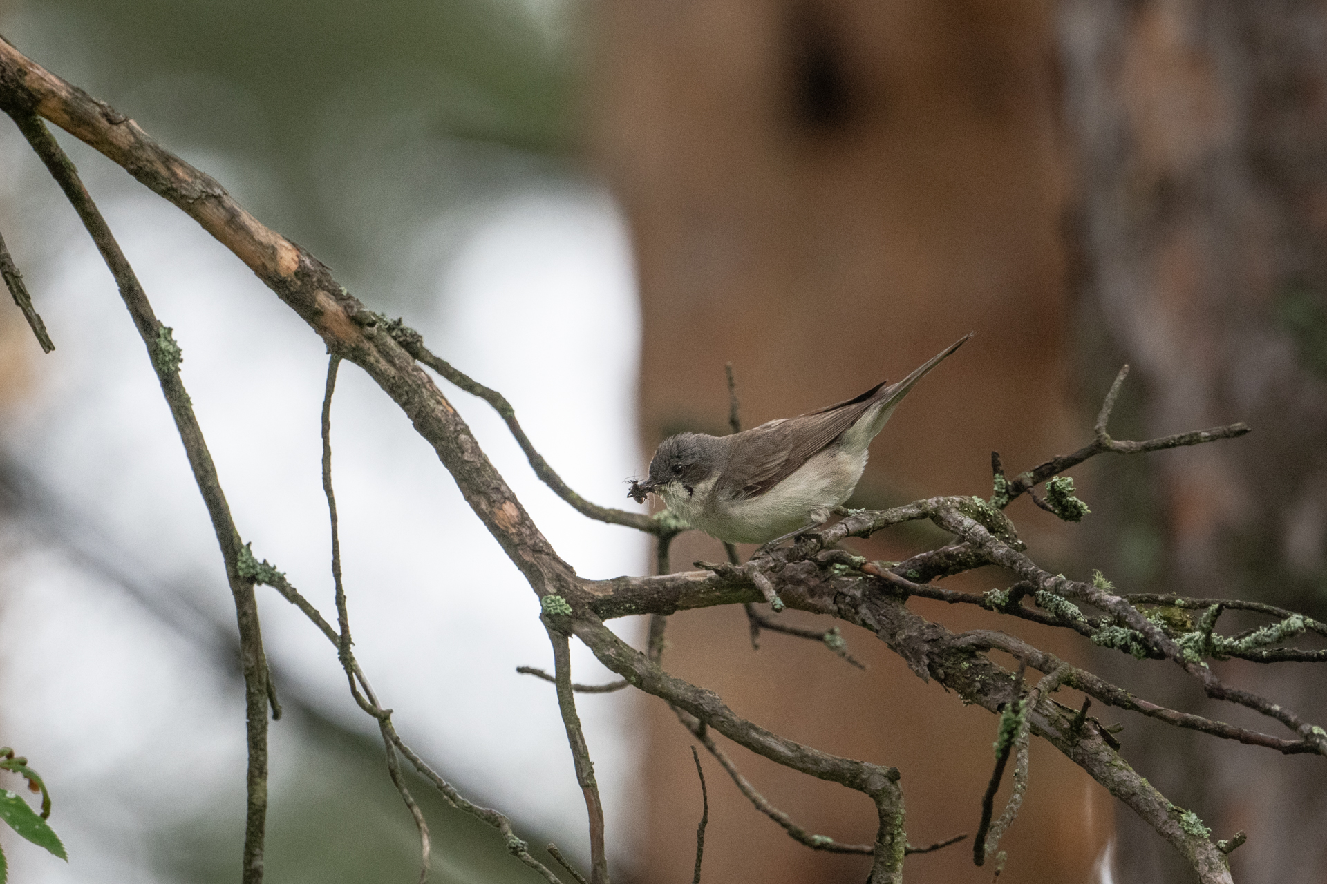 Paras aika saada varmoja pesimähavaintoja atlakseen – Lintuyhdistys ...