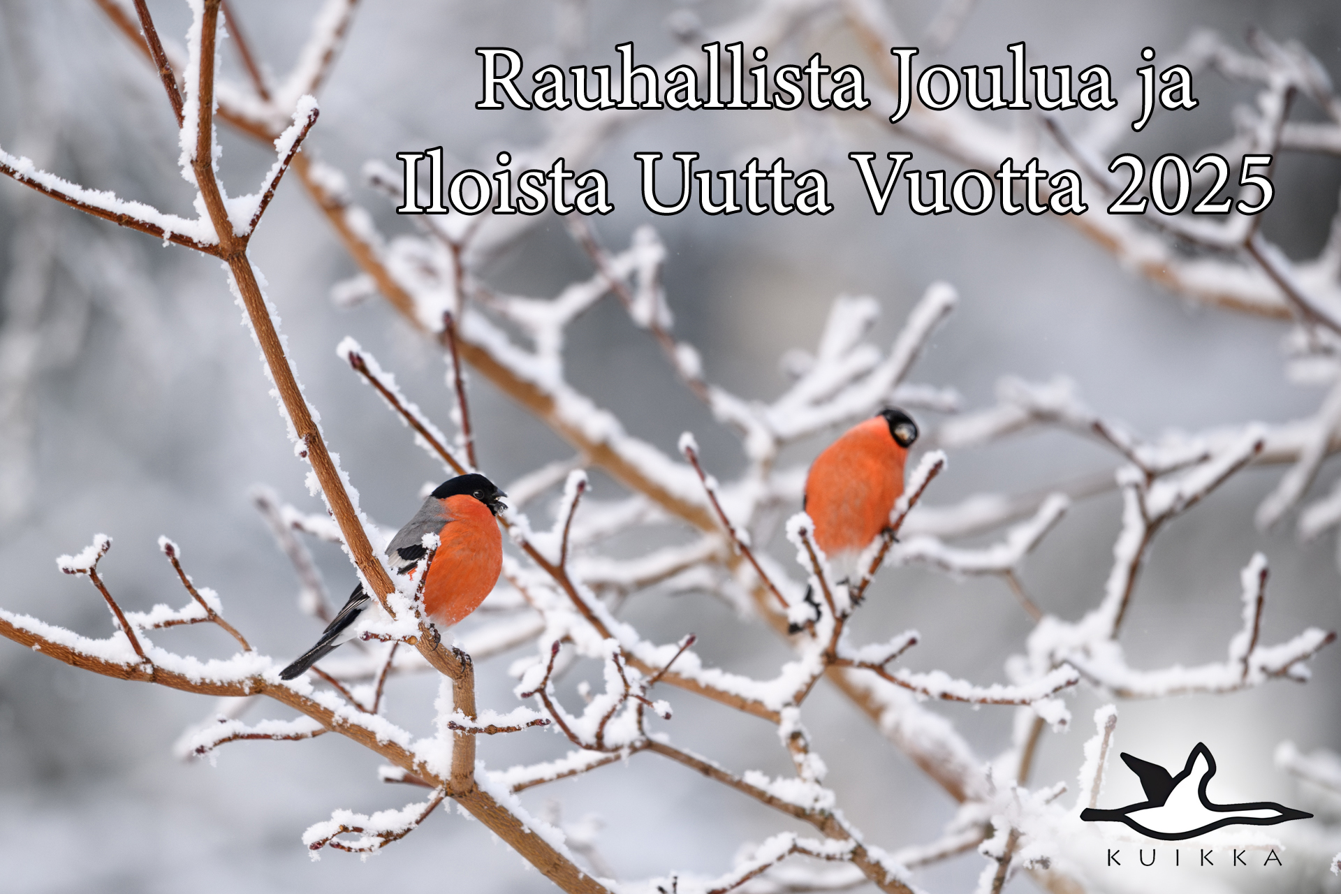 Hyvää joulua! – Lintuyhdistys Kuikka ry
