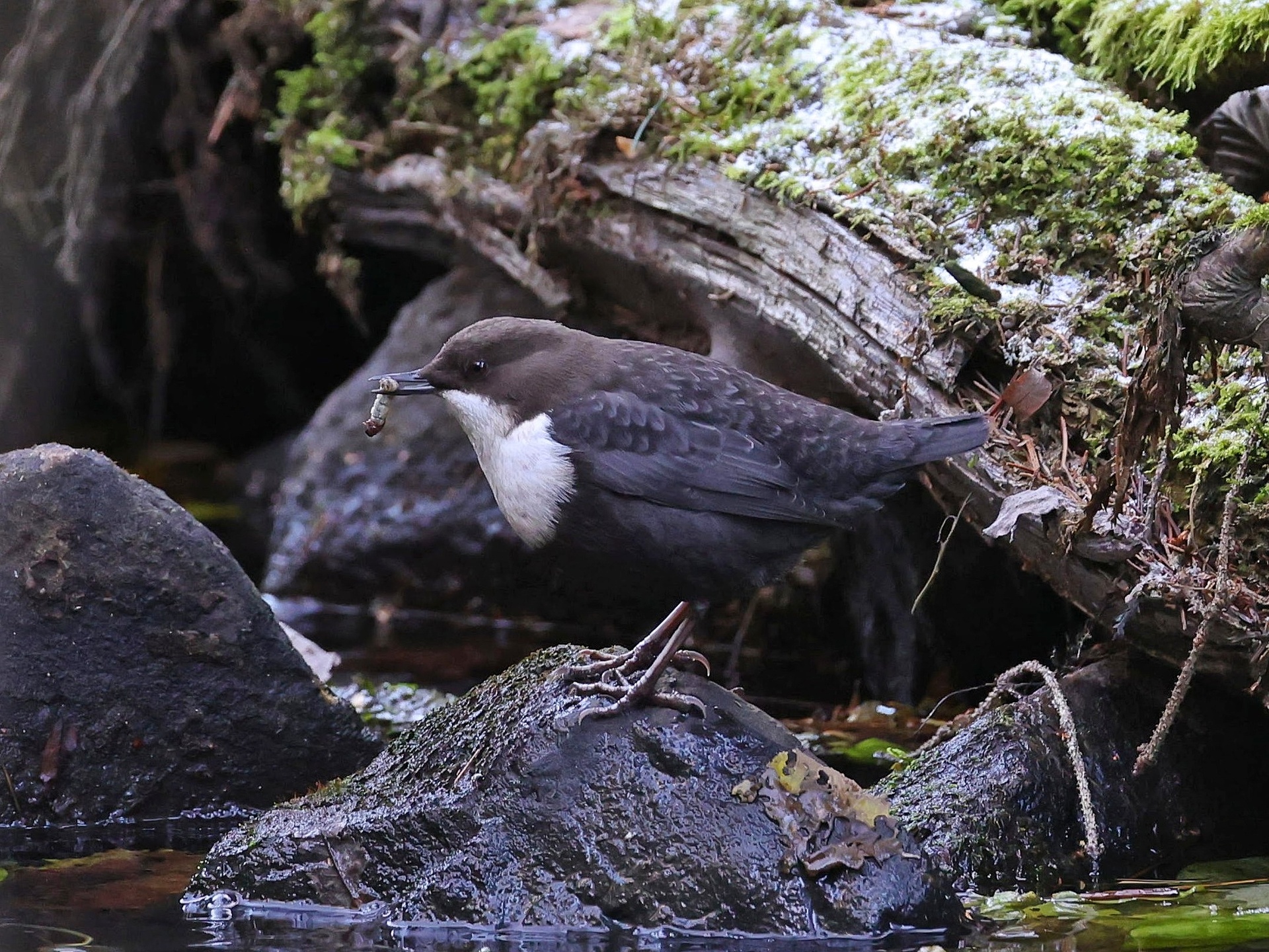 Talvipinnaralli la 6.12.2025 – Lintuyhdistys Kuikka ry